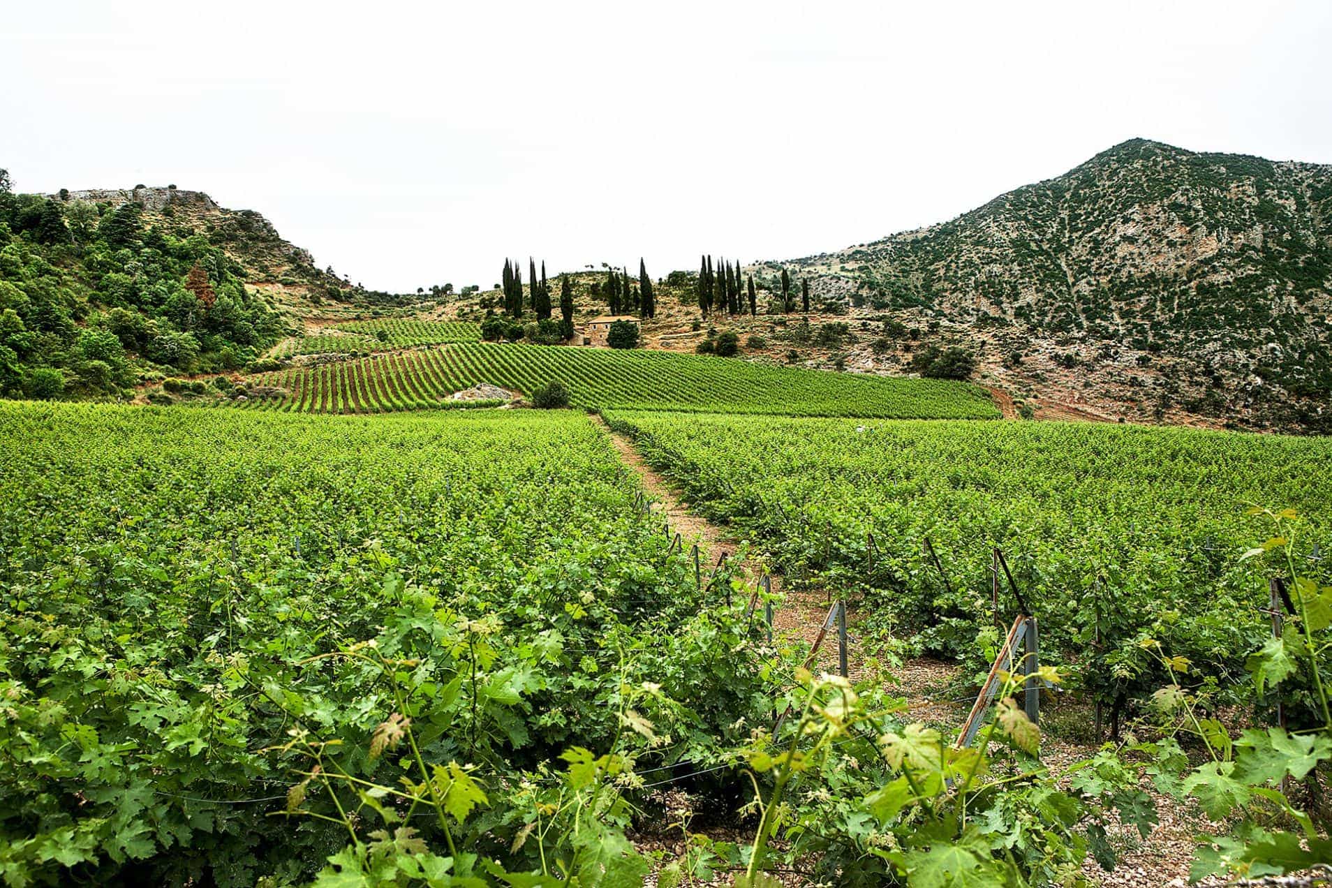 Luxury Wine Tours in Greece | Greek Wine Tours & Wine Tasting in Greece